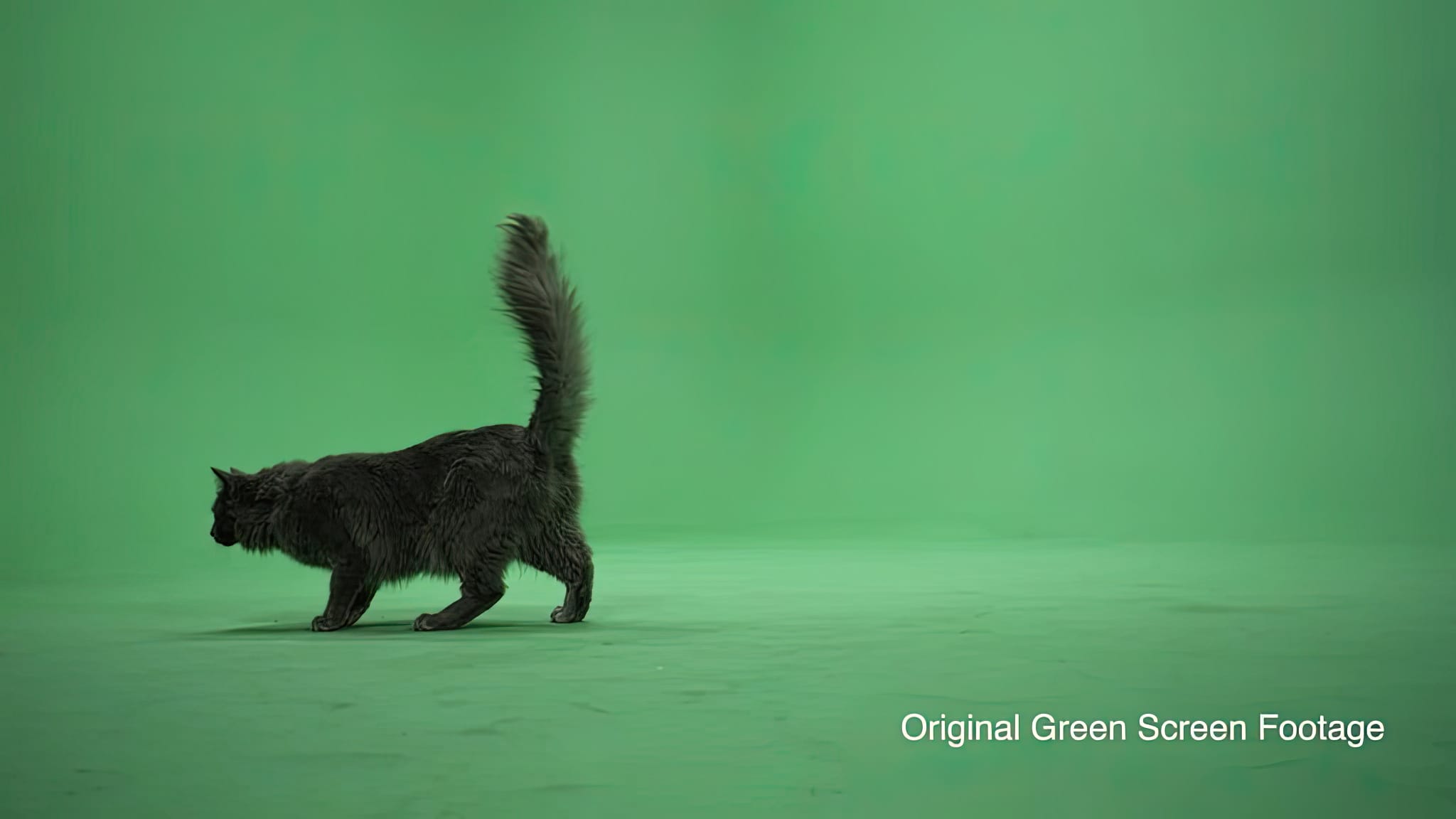 Black Cat | Victor Lin VFX